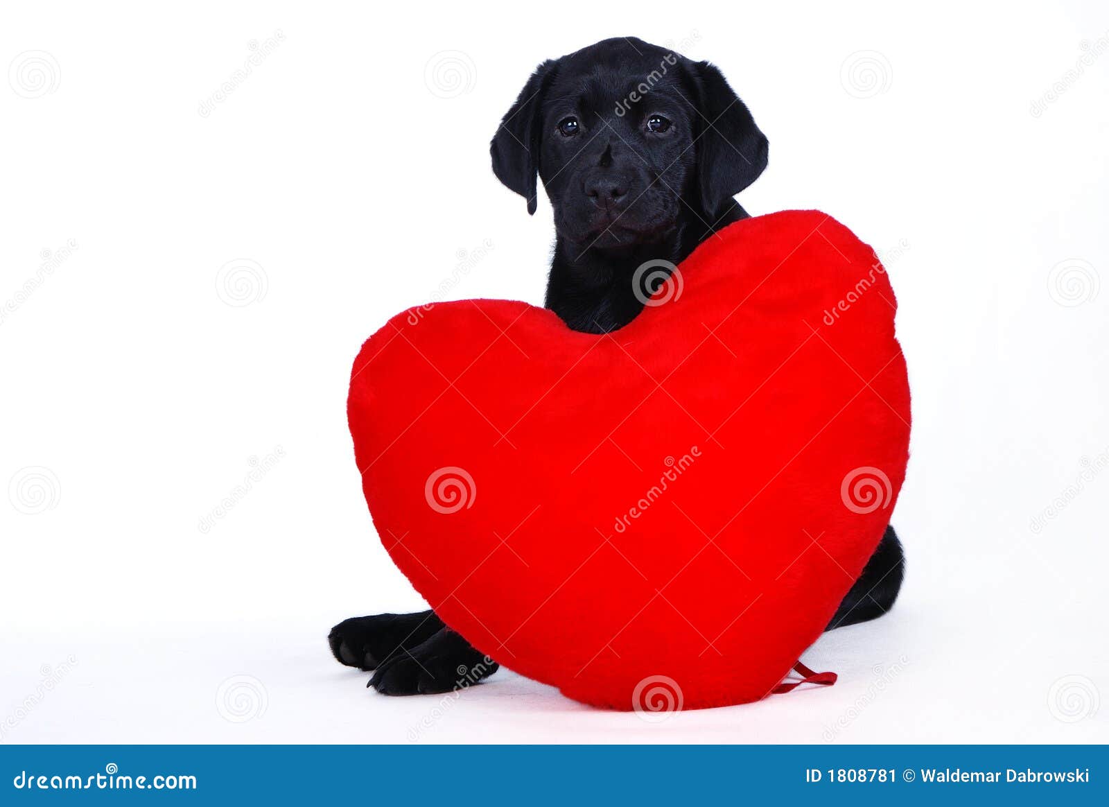 Labrador Puppy with Red Heart Stock Image - Image of animals, cute: 1808781