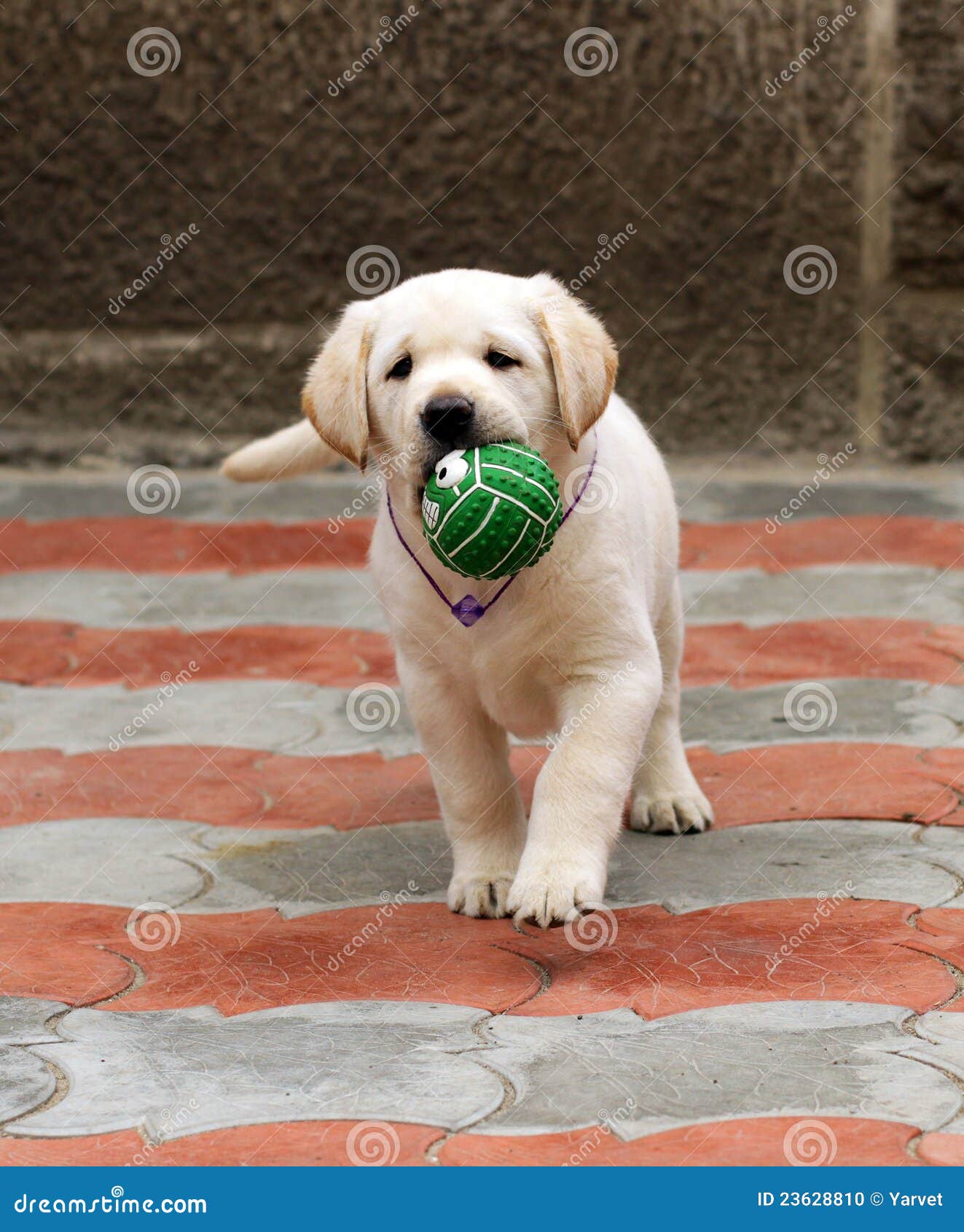 Labrador Puppy Running with a Ball Stock Photo - Image of white, pale ...
