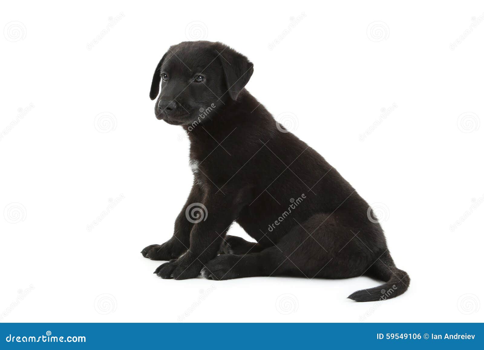 Labrador puppy sitting stock photo. Image of isolated - 59549106