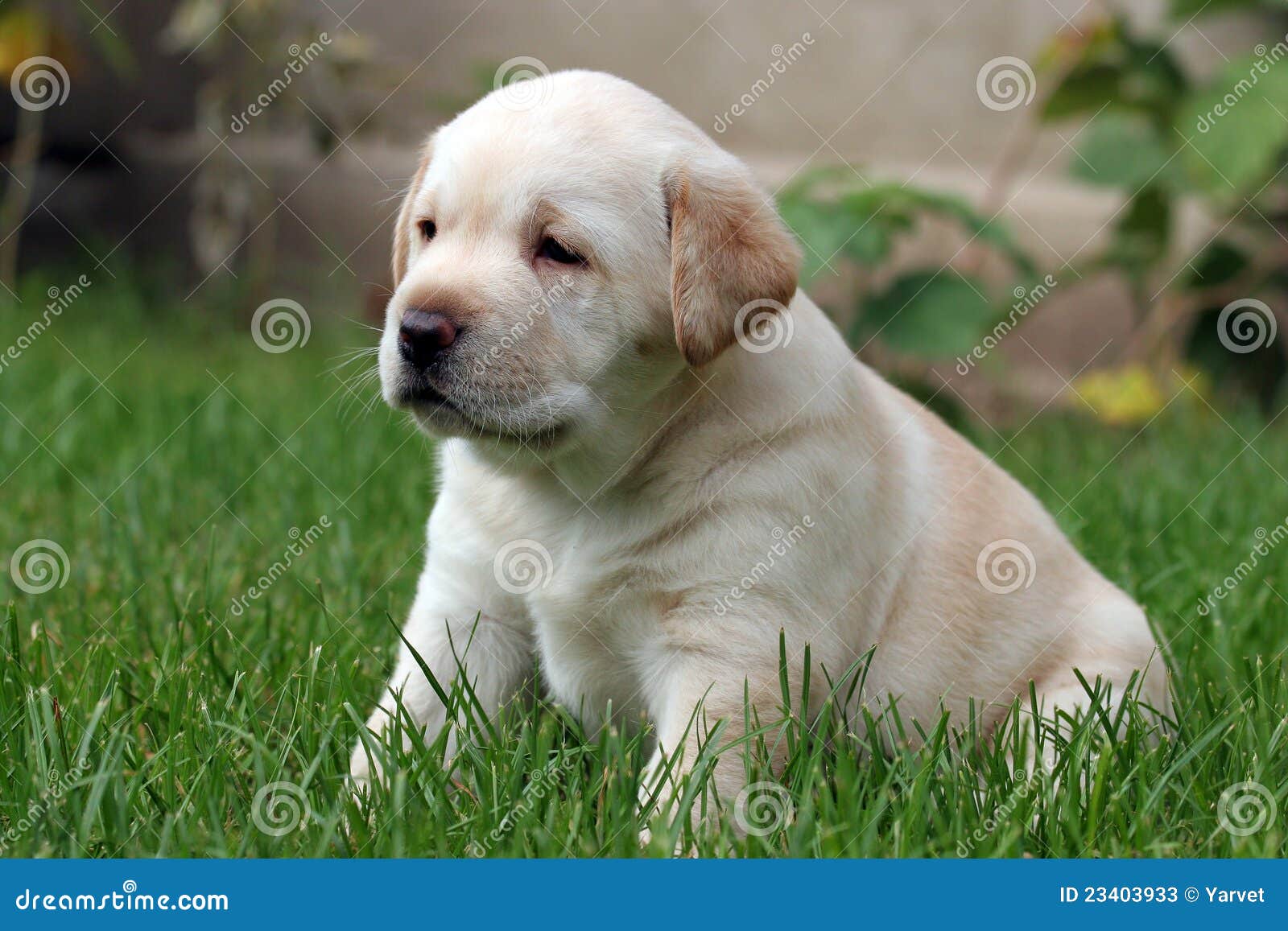 Labrador Puppy Sitting in the Grass Stock Image - Image of black ...