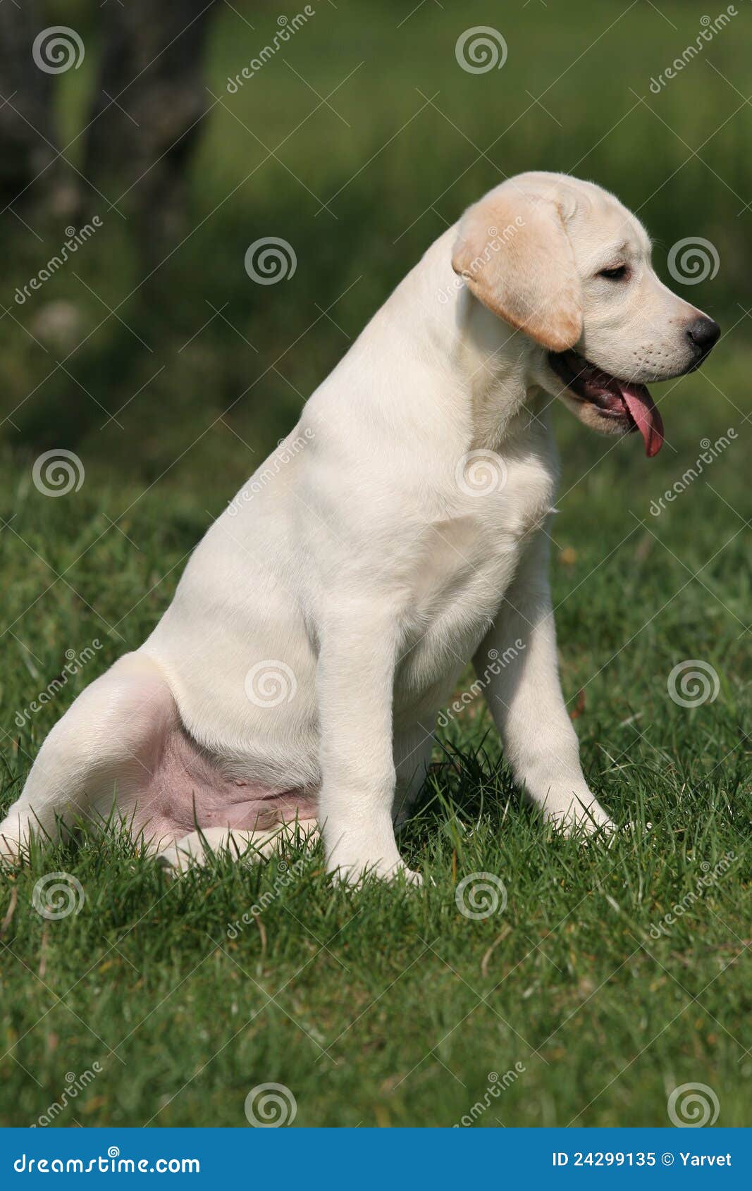Labrador Puppy Sitting on the Grass Stock Image - Image of adorable ...