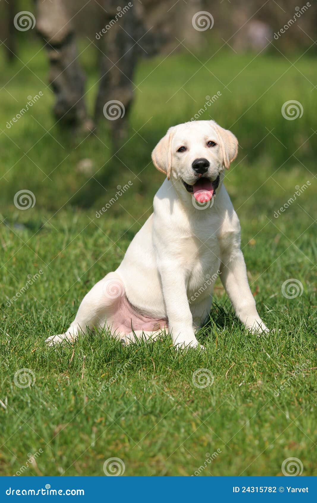 Labrador Puppy Sitting on the Grass Stock Photo - Image of adorable ...