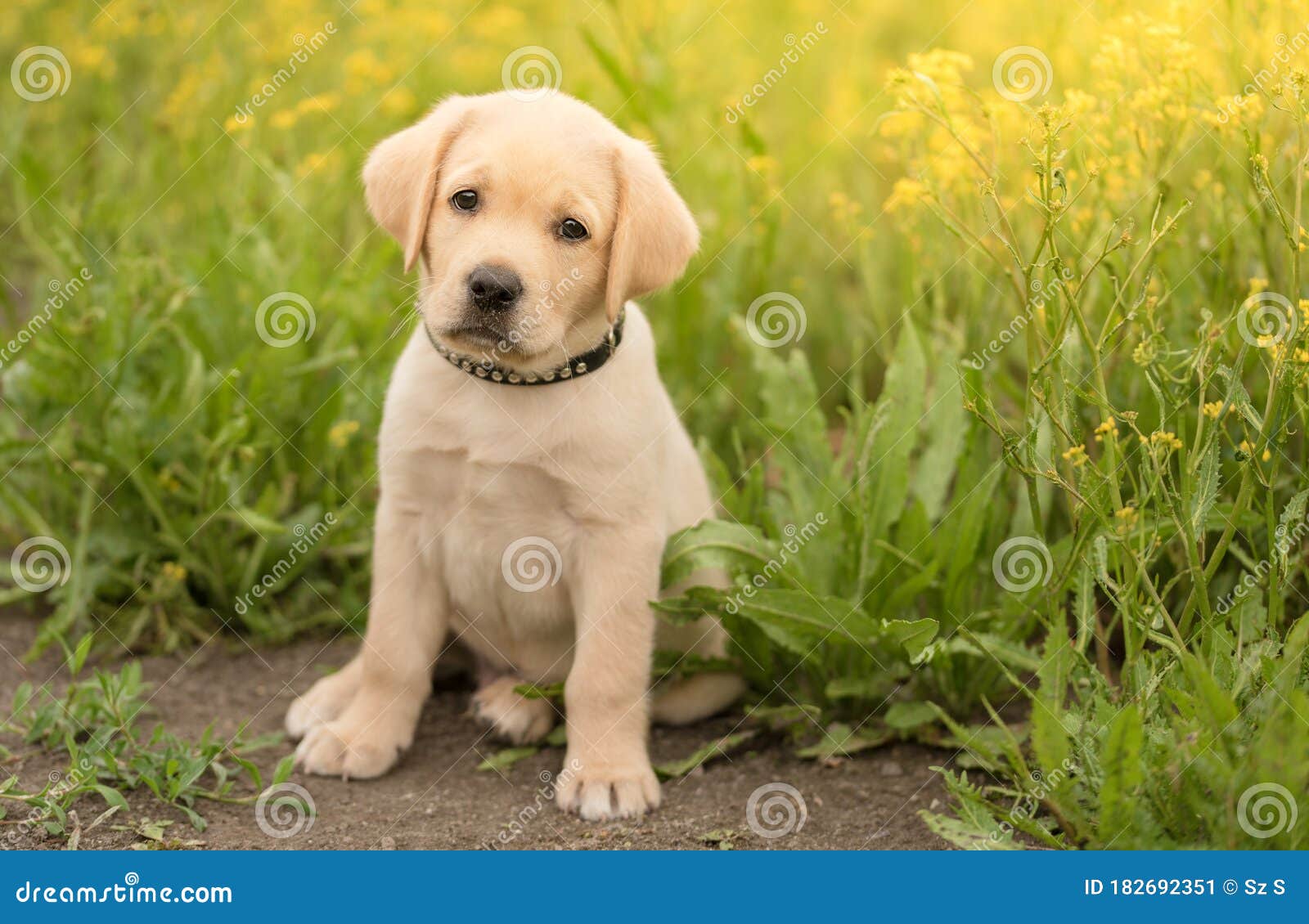 Labrador Puppy Sitting in the Field Stock Image - Image of adorable ...