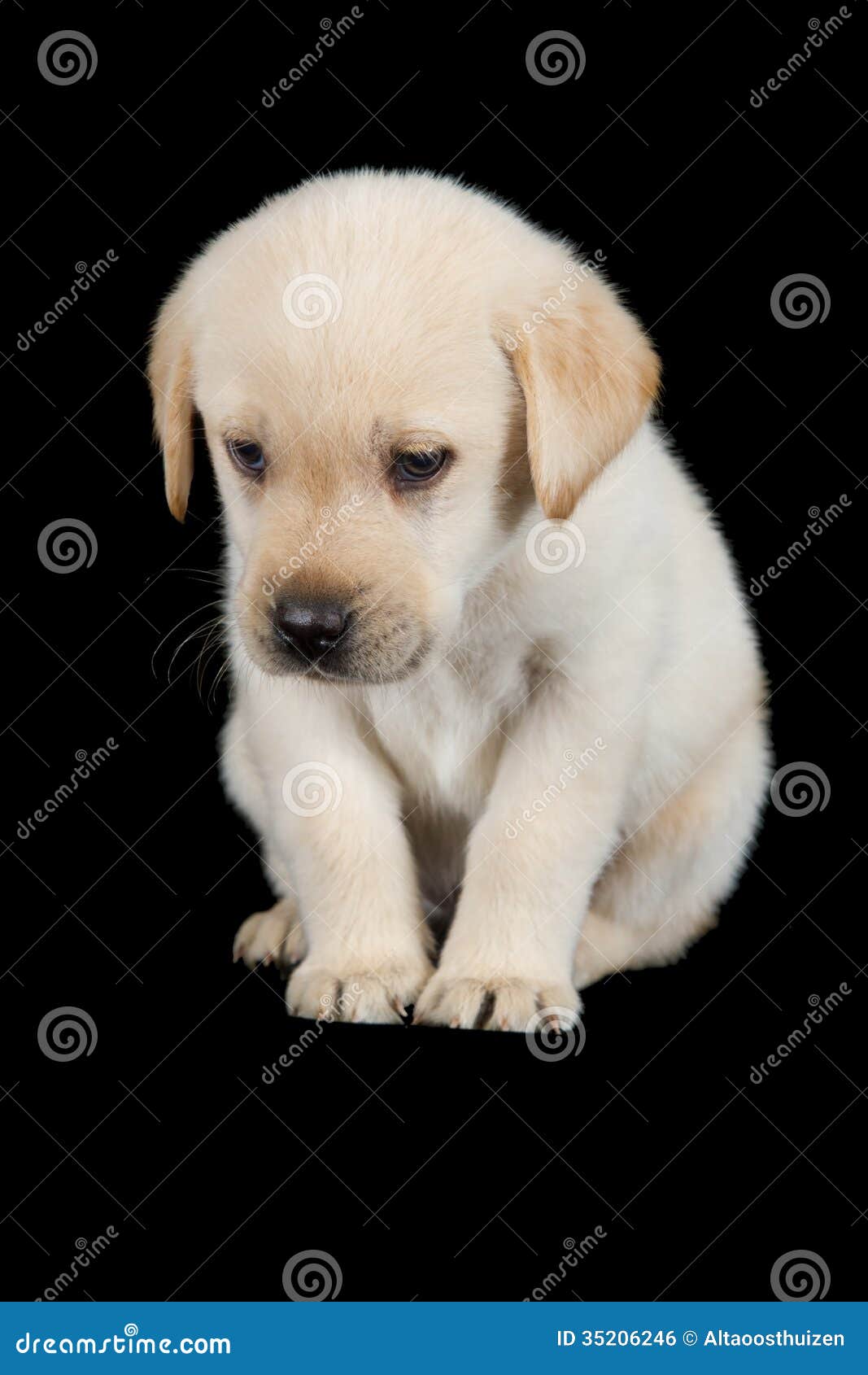 Labrador Puppy Standing and Look Sad in Studio Stock Photo - Image of ...
