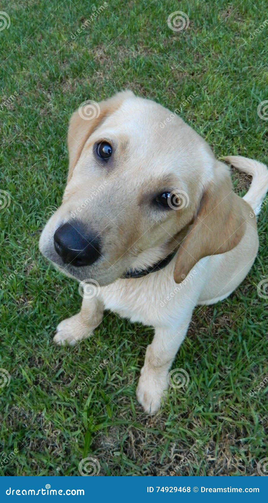 Labrador Puppy stock photo. Image of grass, canine, puppy - 74929468