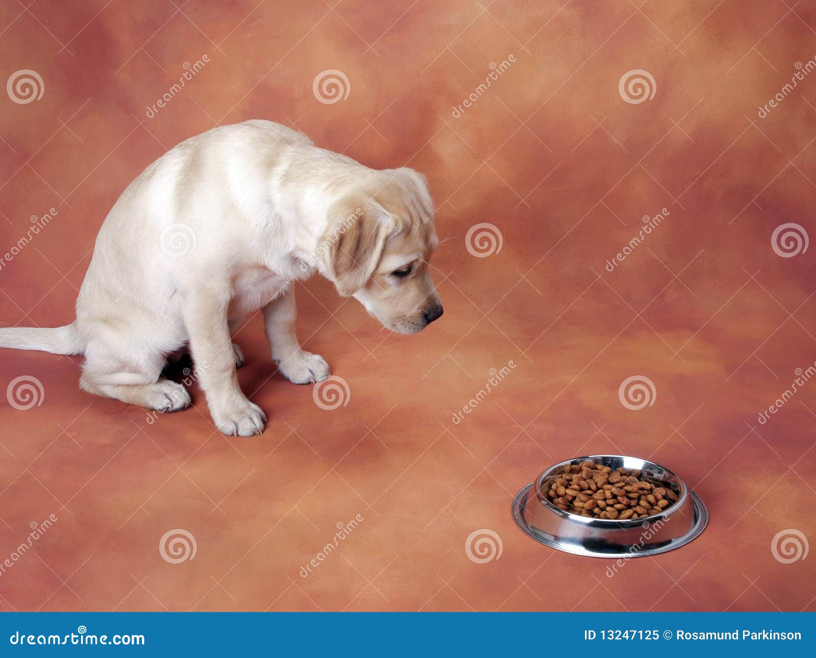 Labrador Puppy Waiting To Eat Stock Image - Image of horizontal, food ...