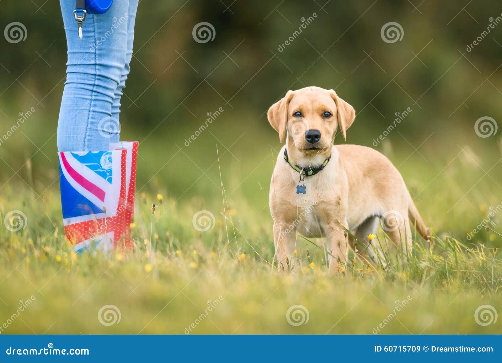 Labrador Puppy on a Walk with Owner in a Field Stock Image - Image of ...