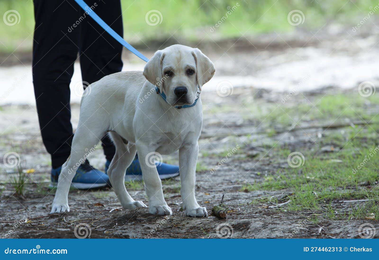 Labrador puppy stock image. Image of spring, walking - 274462313
