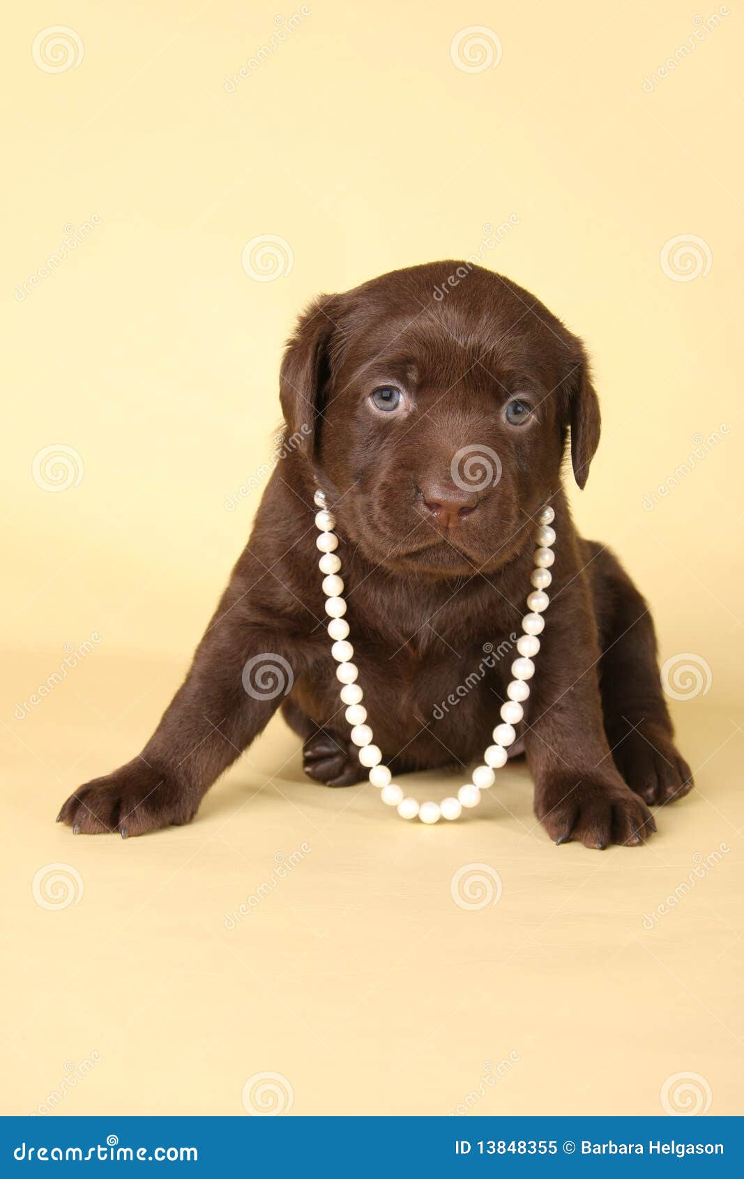 Labrador Puppy Wearing Pearls. Stock Image - Image of retriever ...
