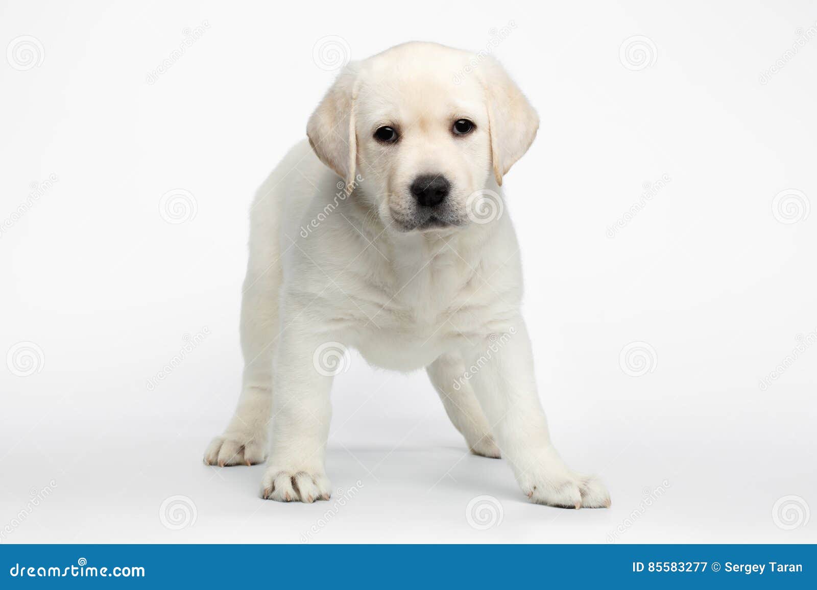 Labrador Puppy on White Background Stock Image - Image of friend ...
