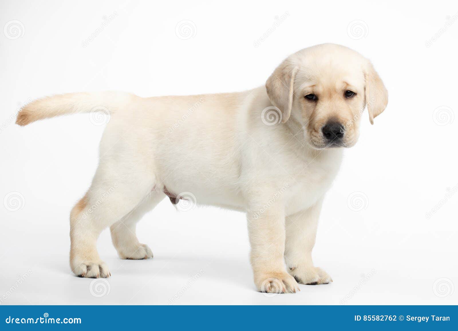 Labrador Puppy on White Background Stock Photo - Image of creature ...