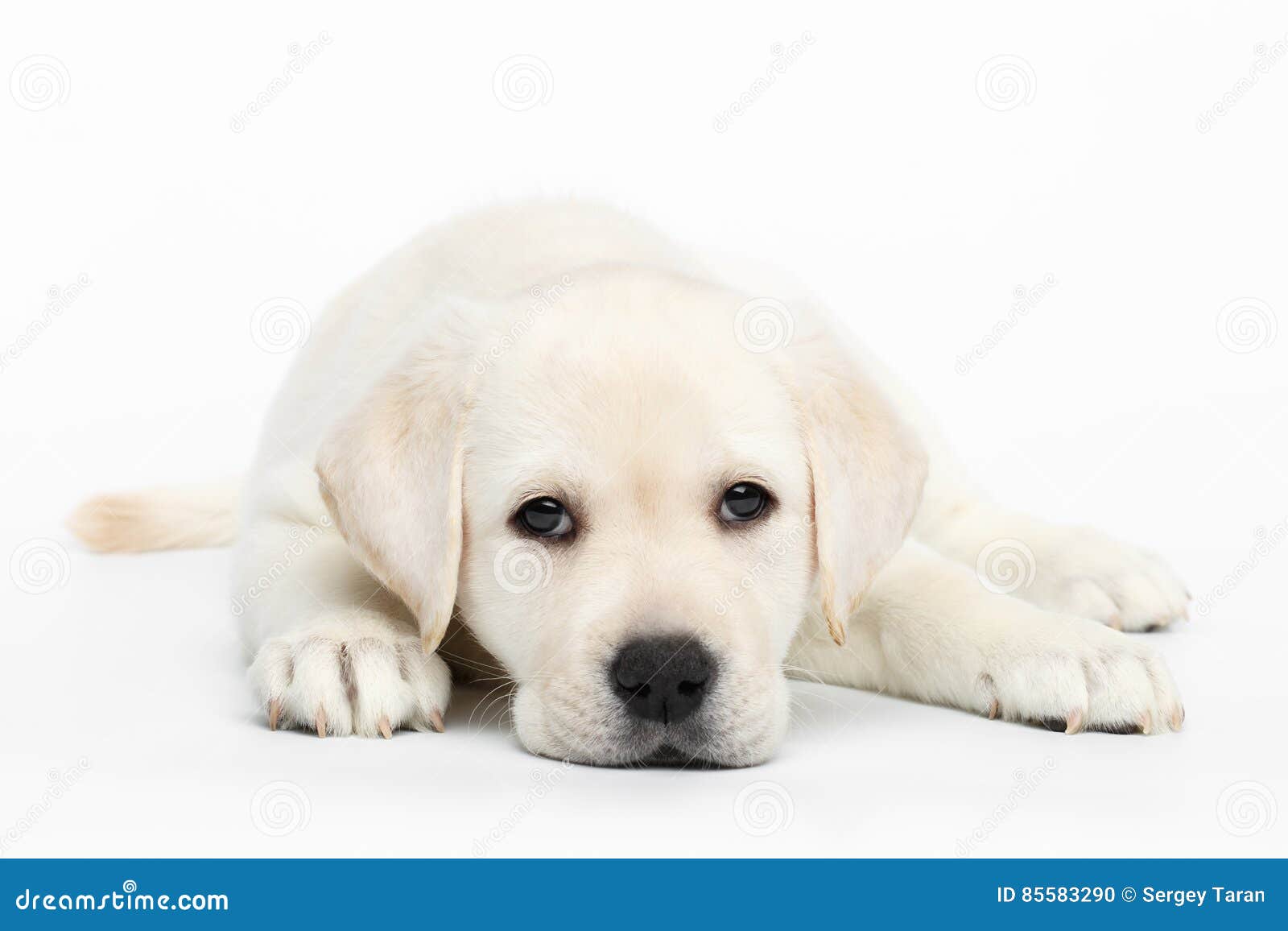Labrador Puppy on White Background Stock Photo - Image of panting, head ...