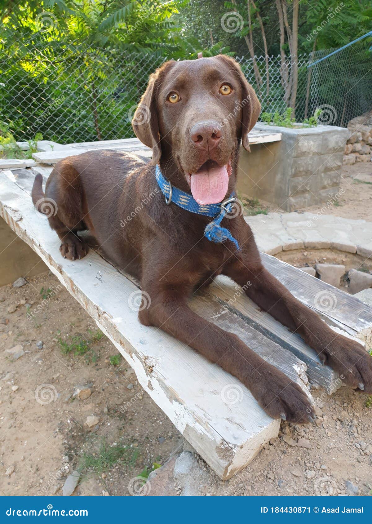 Labrador Retreiver, Stella stock image. Image of labrador - 184430871