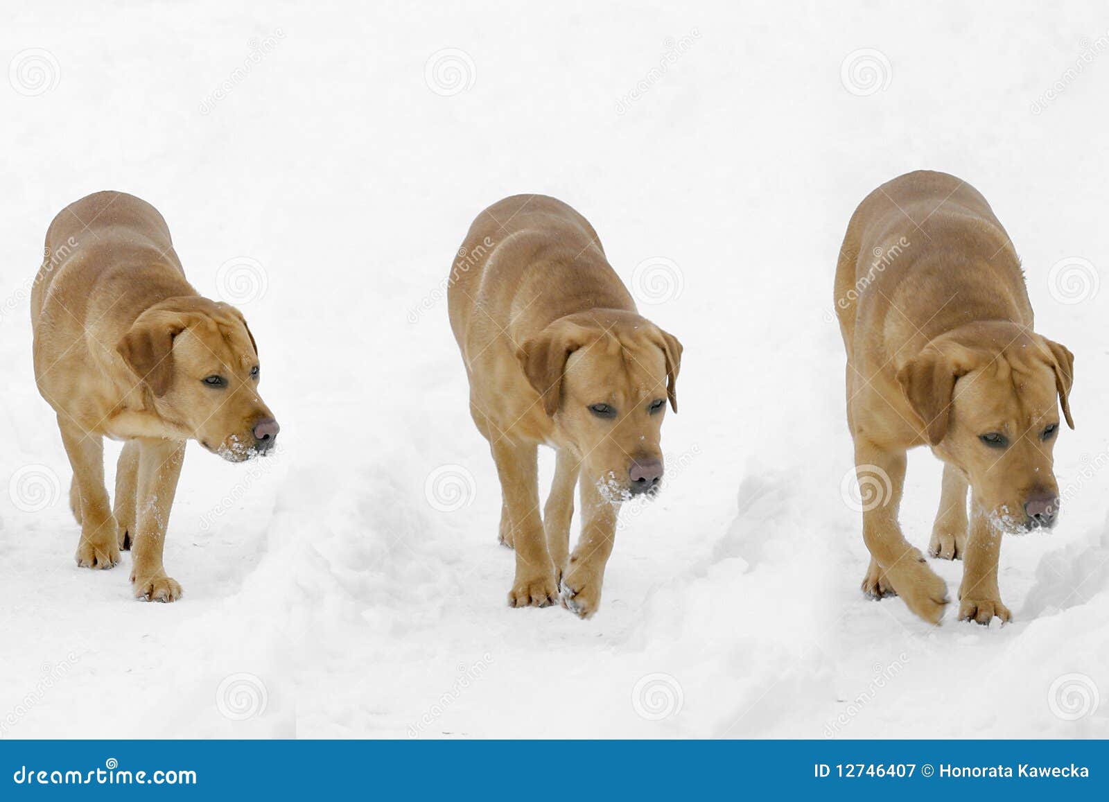 Labrador retriever stock image. Image of male, outdor - 12746407