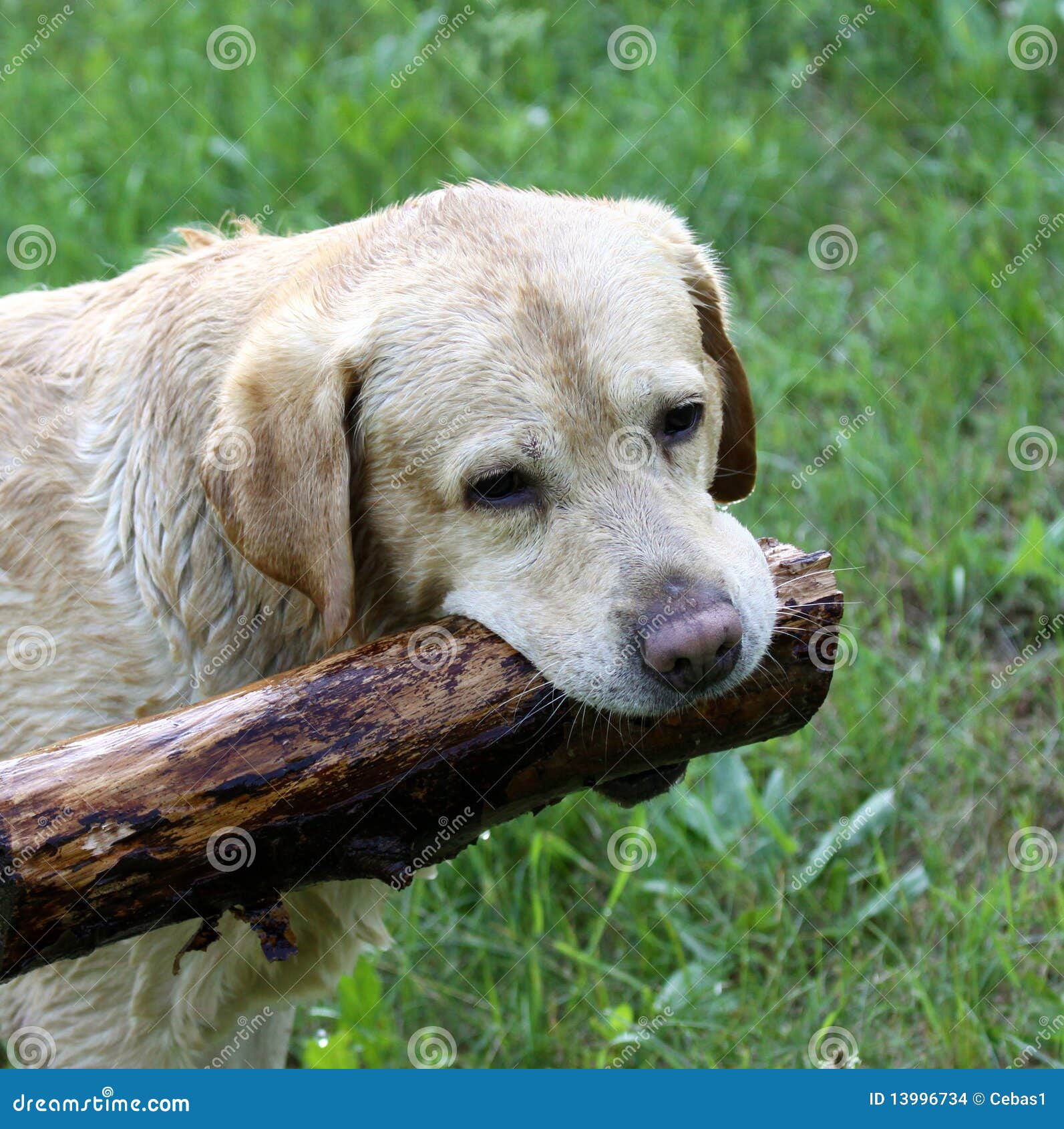 Labrador retriever stock photo. Image of animal, closeup - 13996734