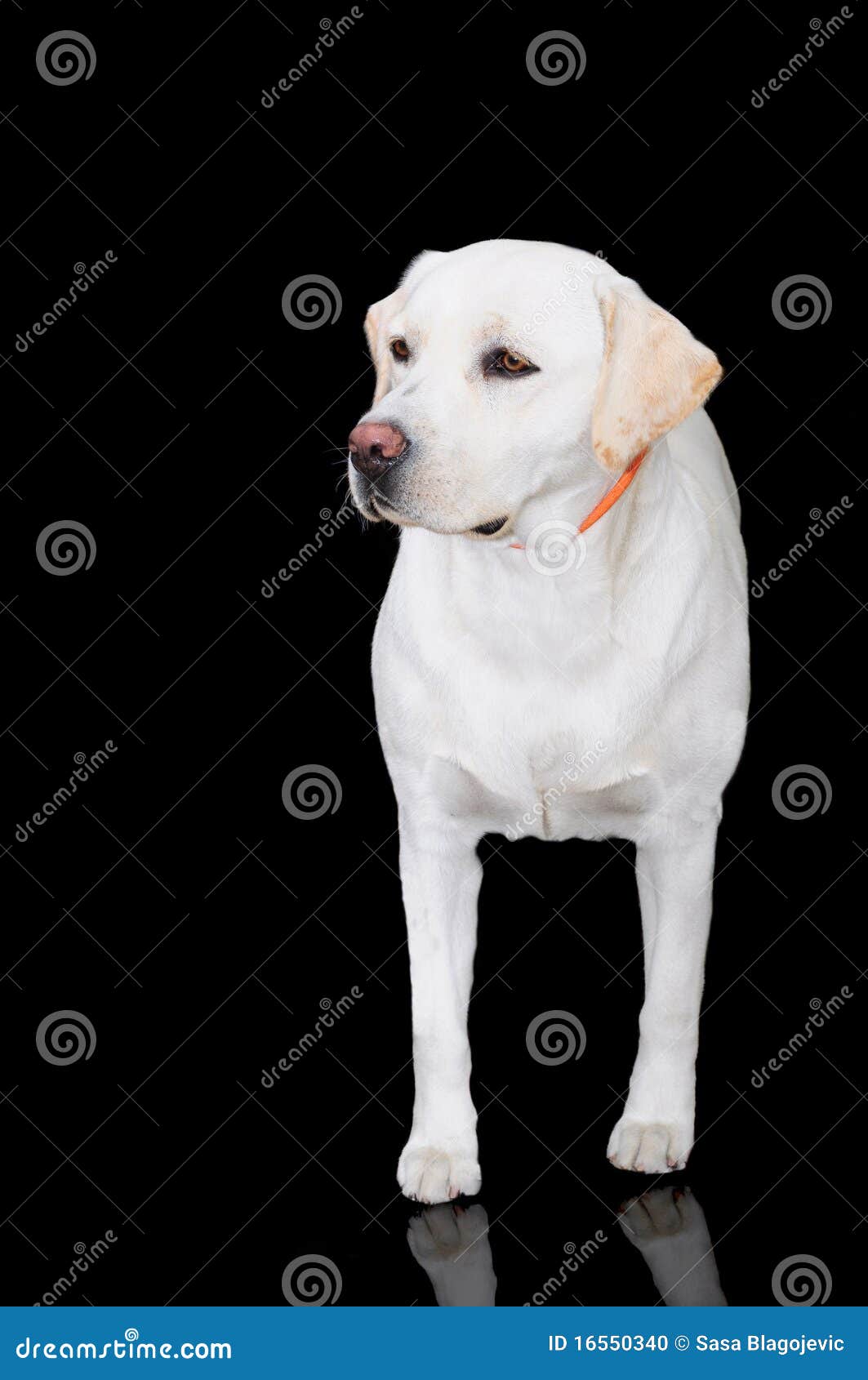 Labrador Retriever stock photo. Image of labrador, muzzle - 16550340