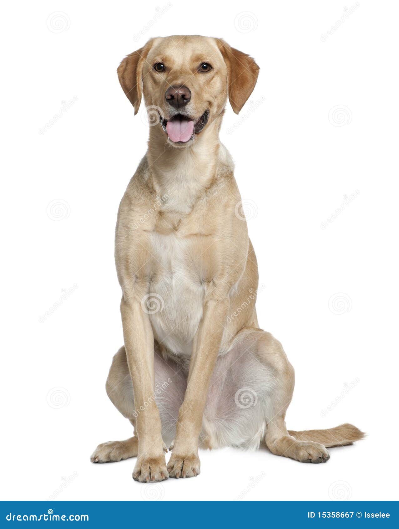 Labrador Retriever, 20 Months Old, Sitting Stock Image - Image of ...
