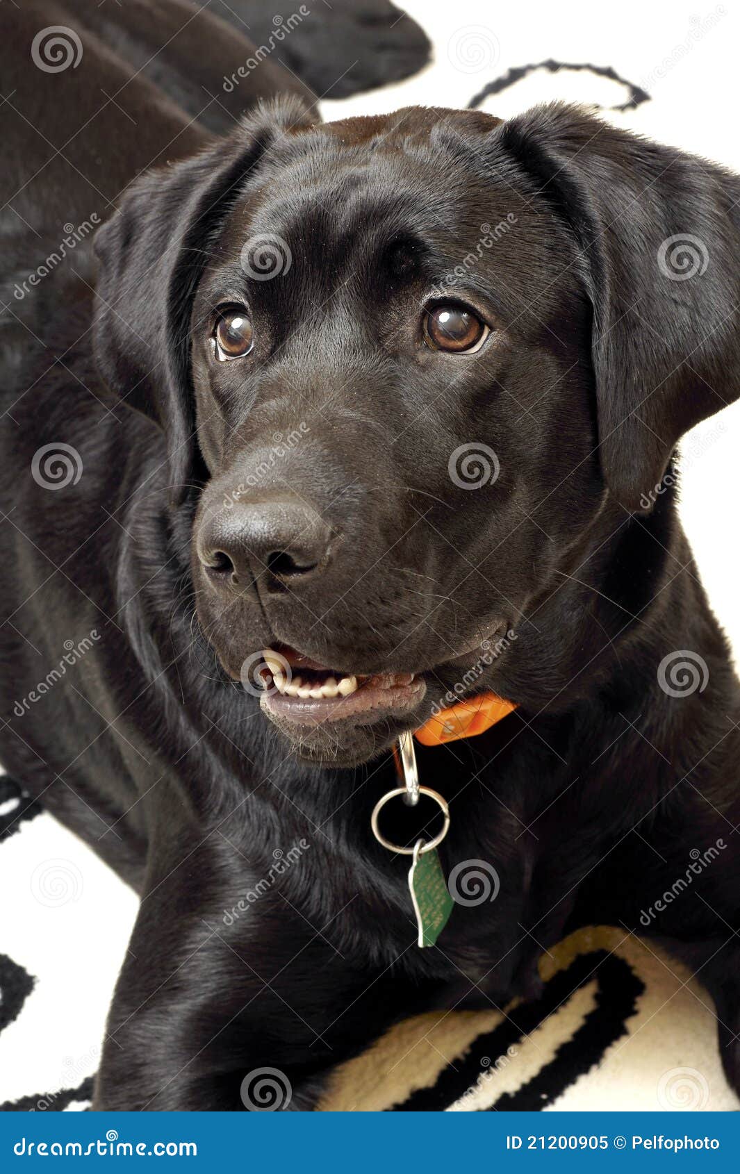 Labrador Retriever. stock image. Image of face, look - 21200905