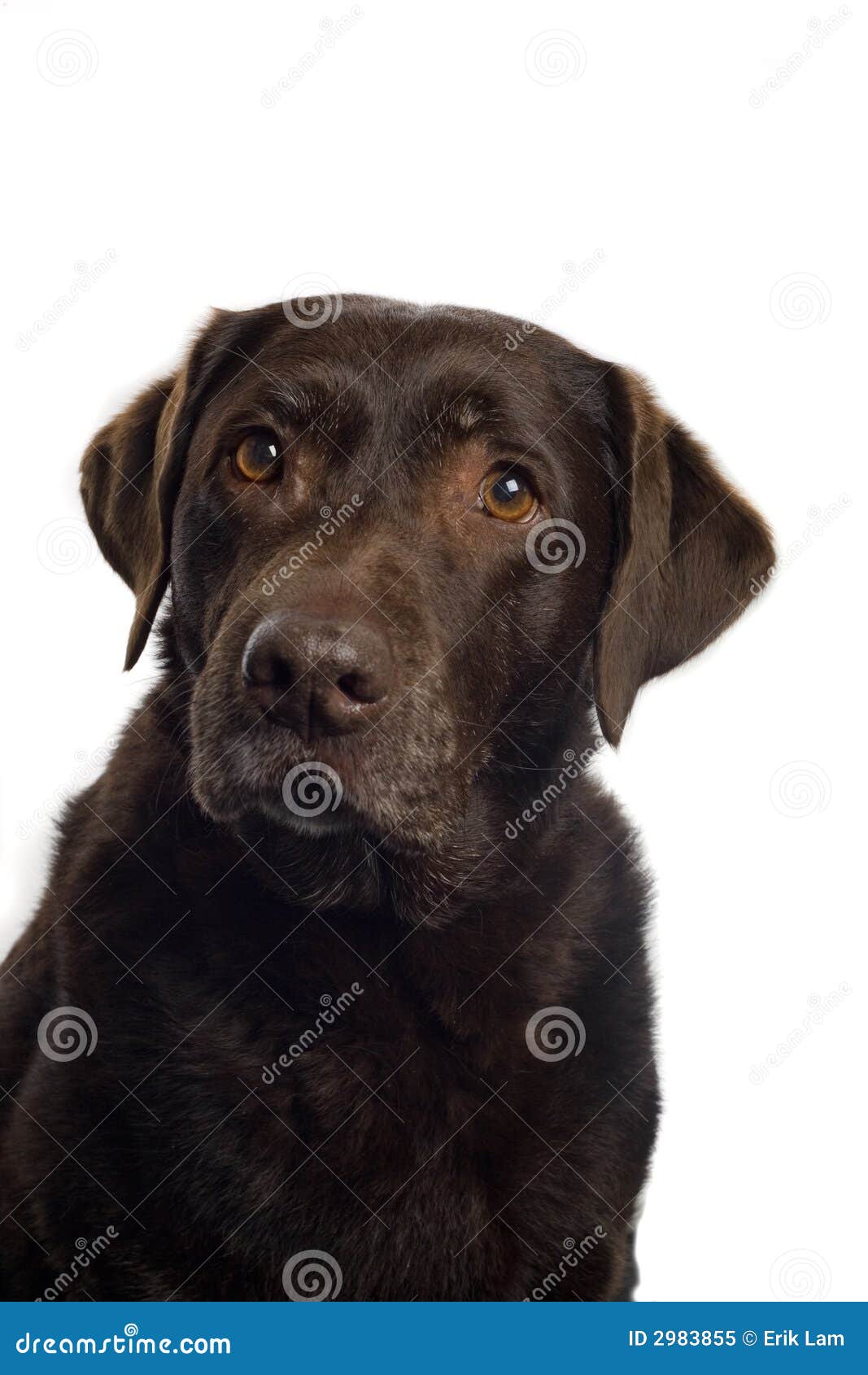 Labrador Retriever stock image. Image of looking, stare - 2983855
