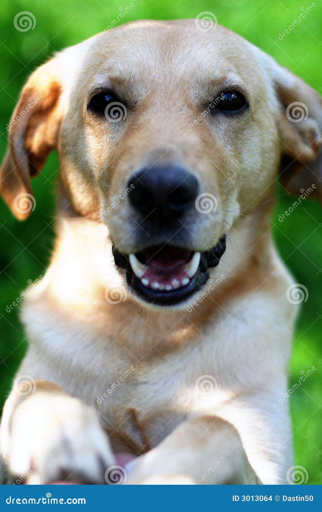 Labrador retriever stock photo. Image of young, domesticated - 3013064