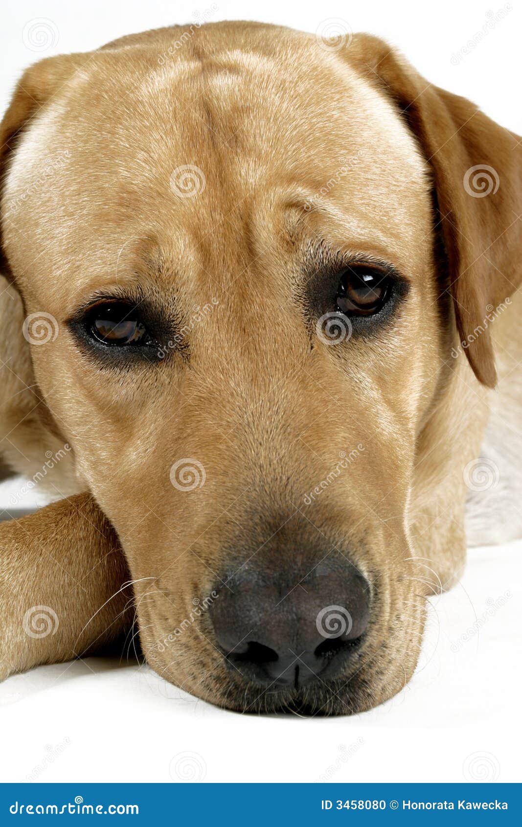 Labrador retriever stock photo. Image of sleep, look, tired - 3458080