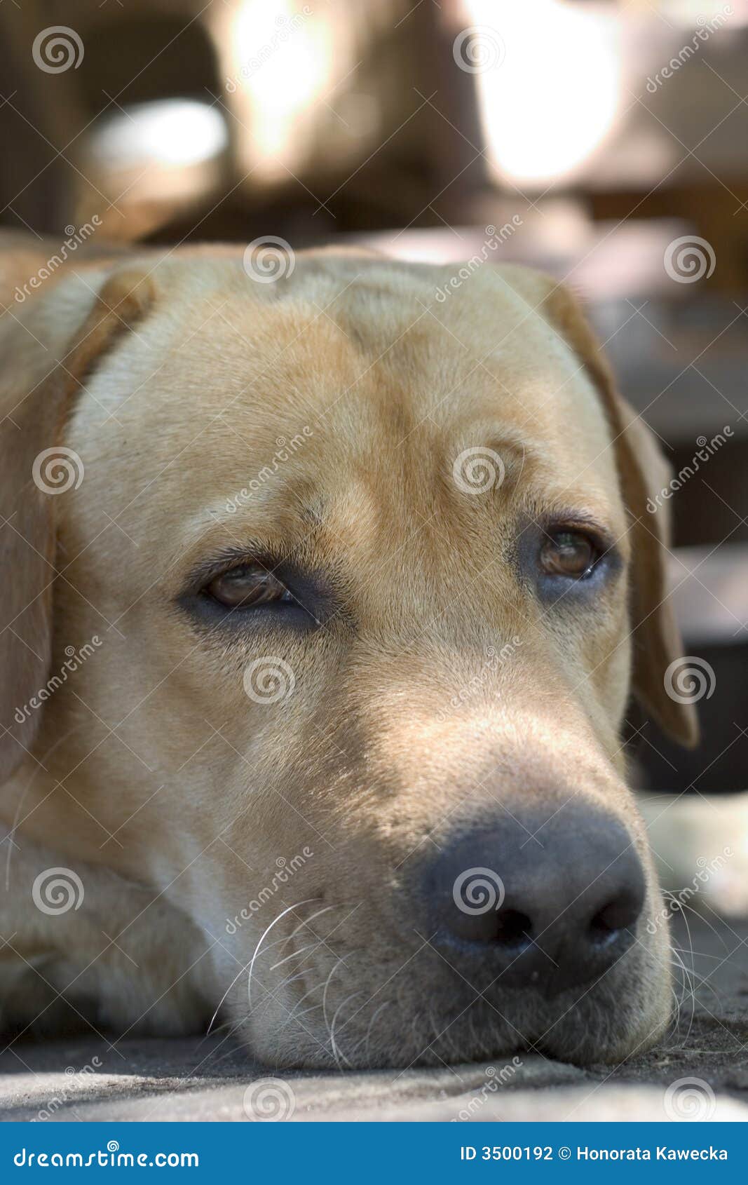 Labrador retriever stock photo. Image of look, tired, missing - 3500192