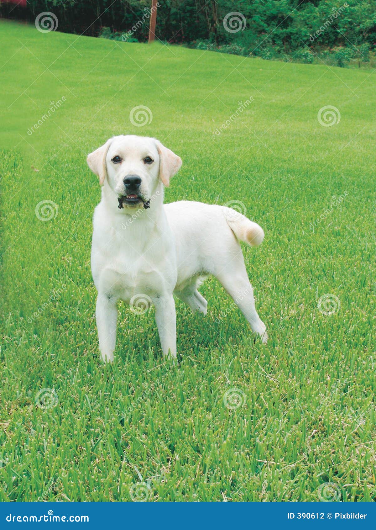 Labrador retriever stock photo. Image of yellow, puppy - 390612