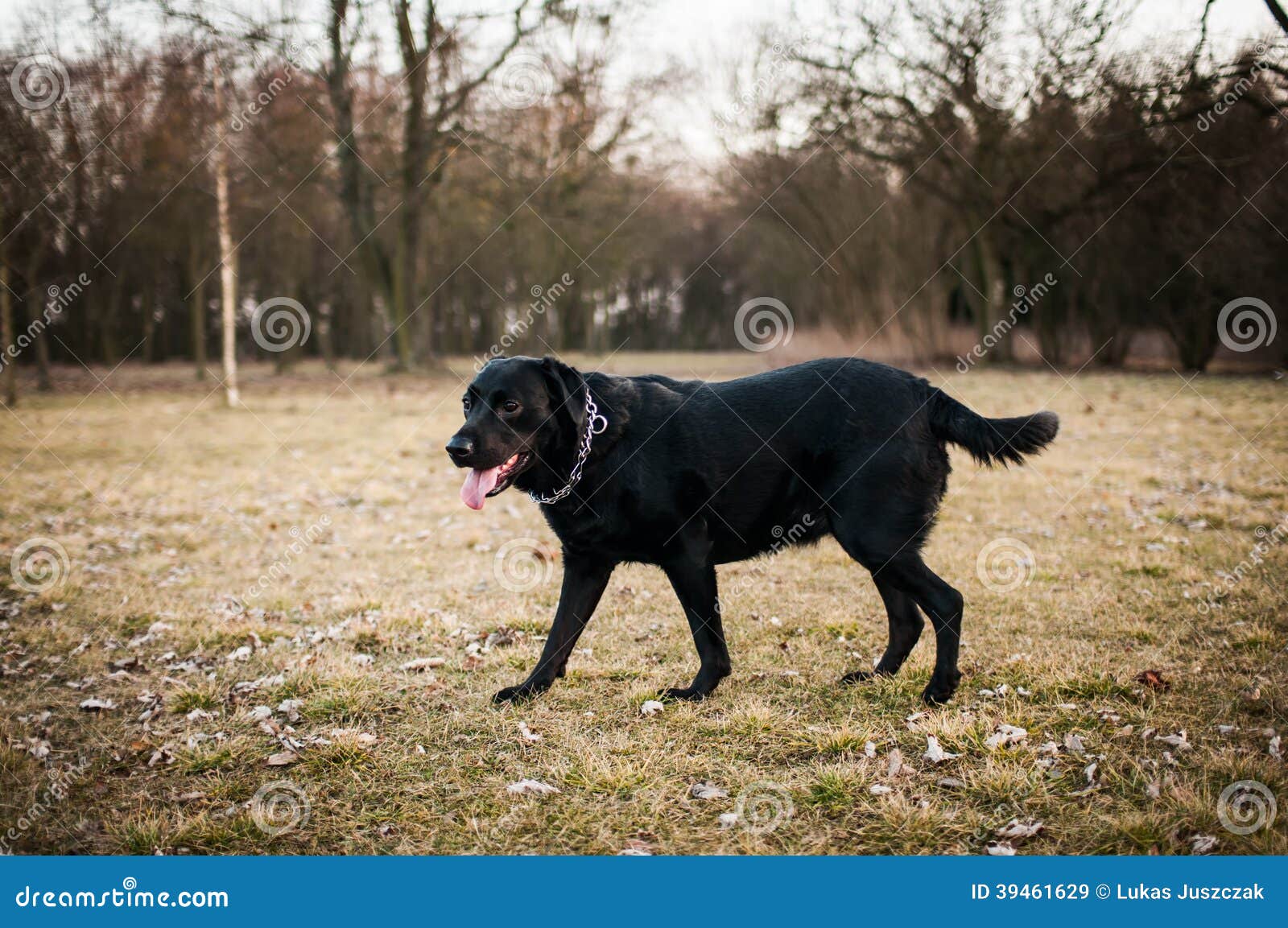 Labrador retriever imagem de stock. Imagem de brincalhona - 39461629