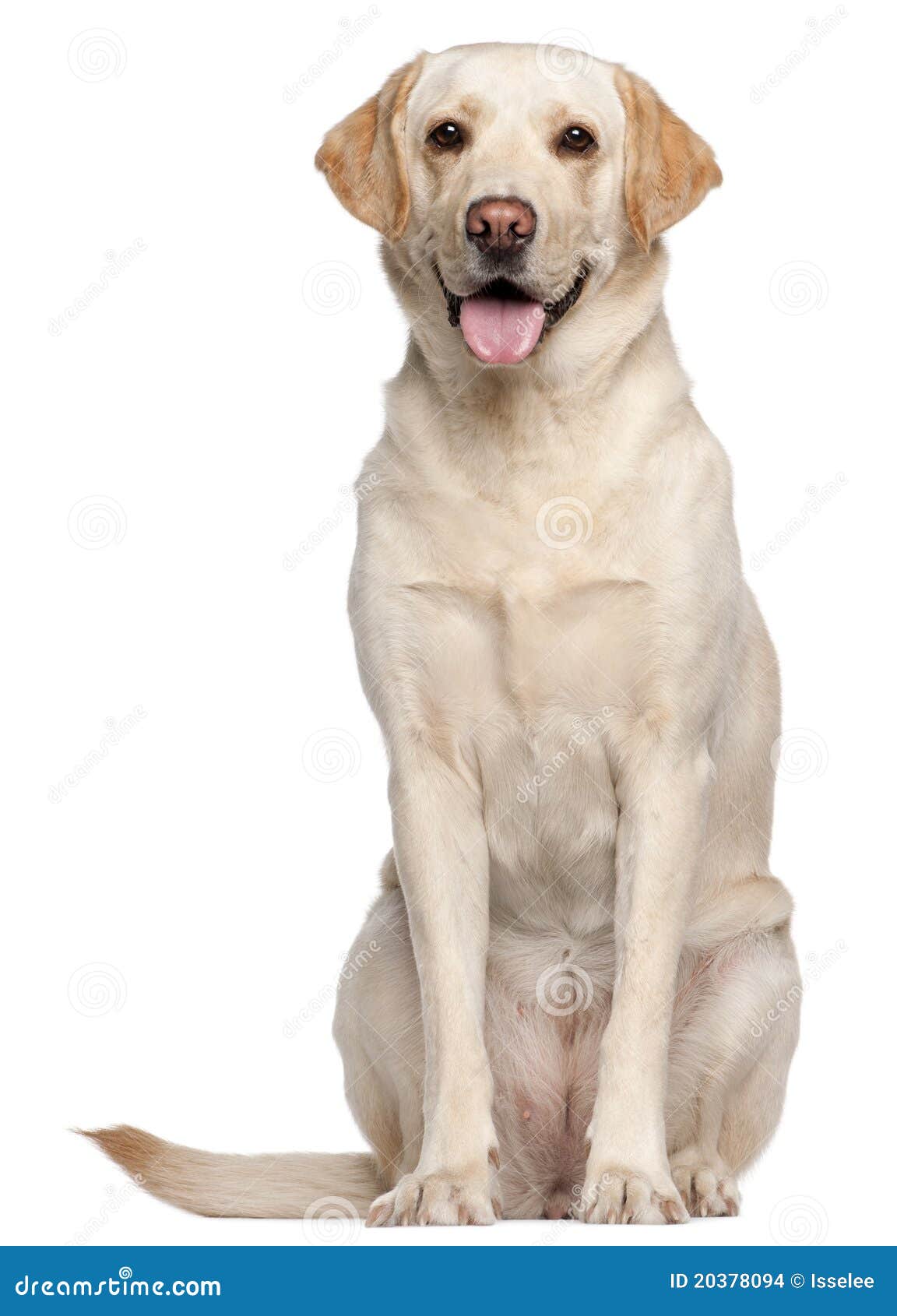 Can Labradors Be White
