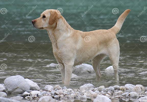 Labrador retriever stock image. Image of alpine, laby, green - 52859