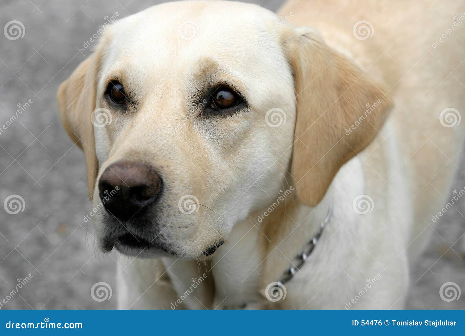 Labrador retriever stock photo. Image of tail, ears, animal - 54476