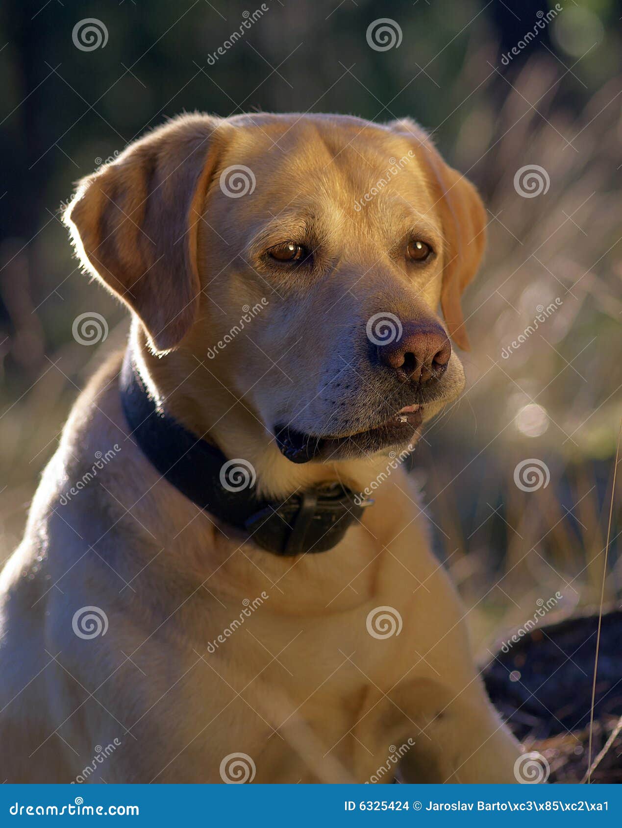 Labrador retriever stock photo. Image of close, face, whiskers - 6325424