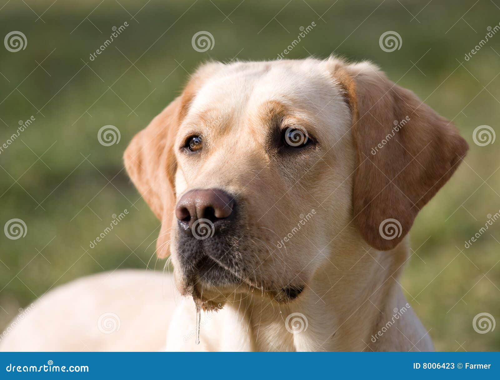 LABRADOR RETRIEVER Royalty-Free Stock Photography | CartoonDealer.com ...