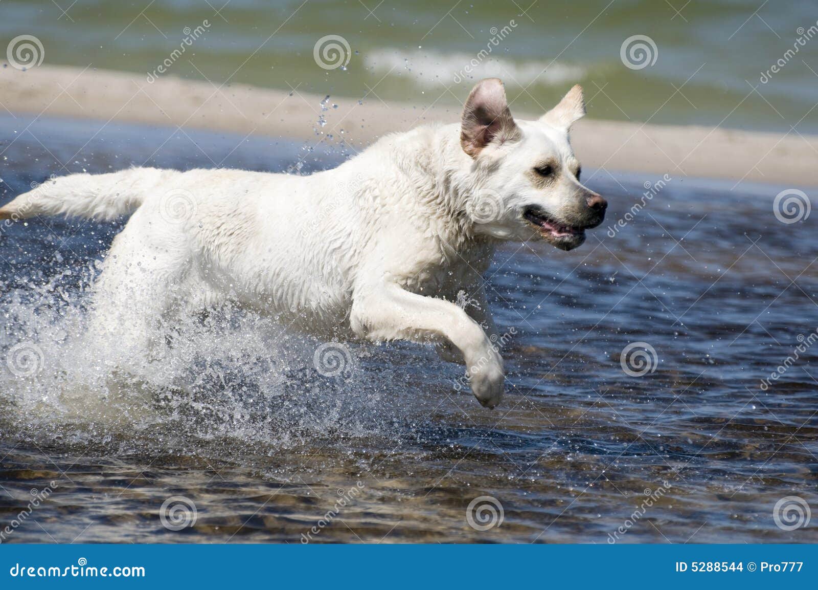 Labrador Retriever in Action Stock Photo - Image of canadian, river ...