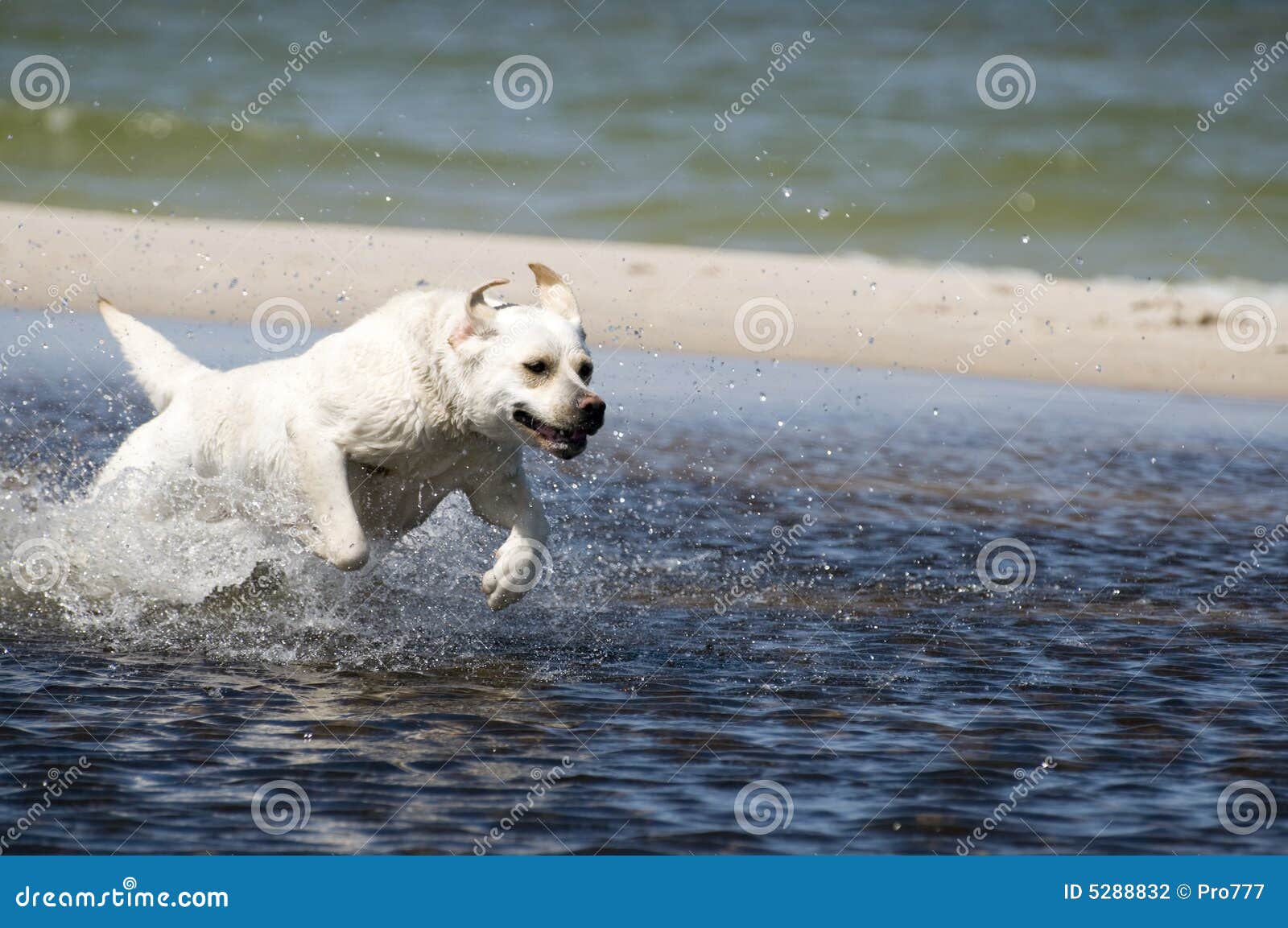 Labrador Retriever in Action Stock Photo - Image of stick, clever: 5288832