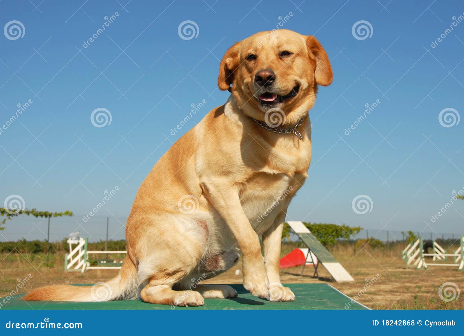 Labrador Retriever in Agility Stock Photo - Image of animal, sport ...