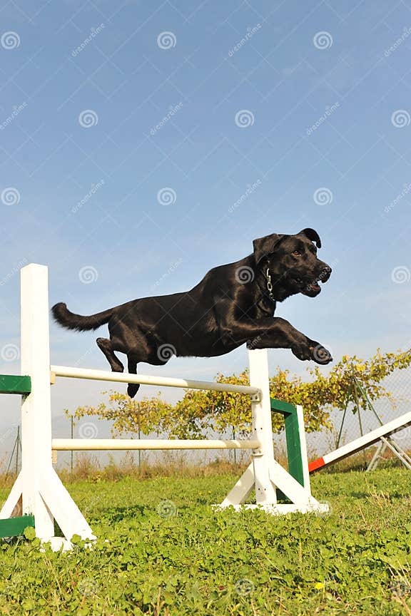 Labrador Retriever in Agility Stock Photo - Image of grass, obedience ...