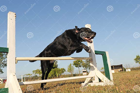 Labrador Retriever in Agility Stock Photo - Image of obedience ...