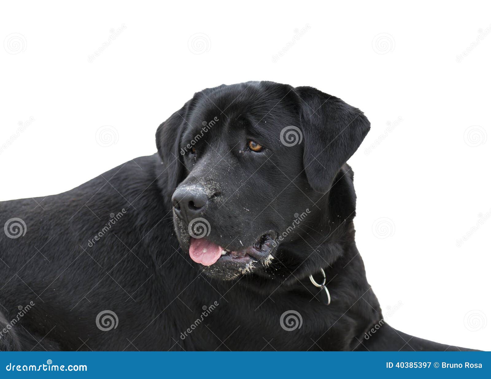 Labrador Retriever Avec Le Sable Sur Son Museau Image stock - Image du ...