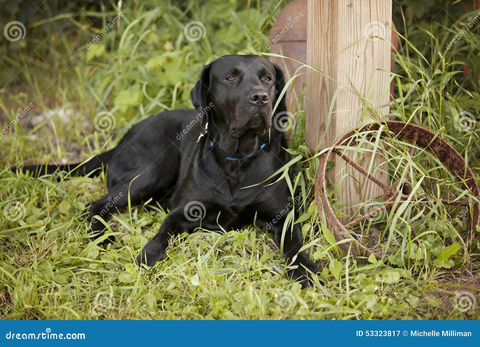 Labrador Retriever Puppy Wheel Stock Photos - Free & Royalty-Free Stock ...