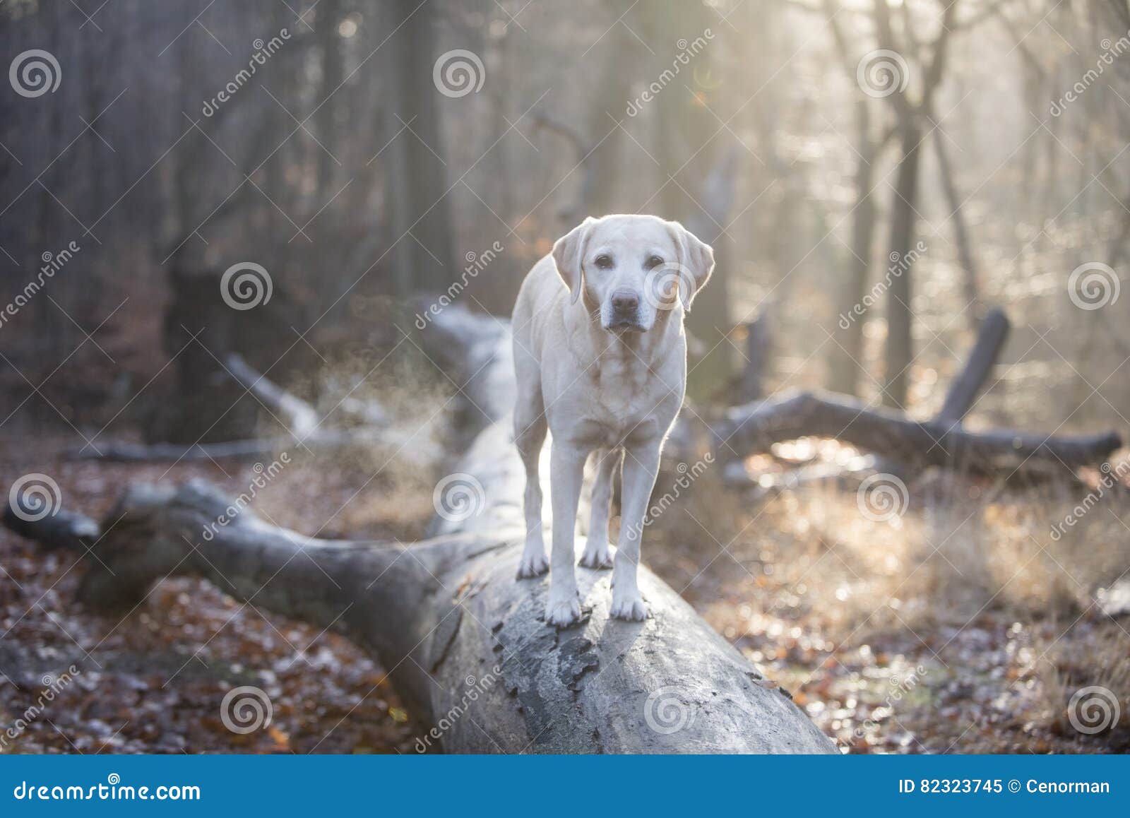Labrador retriever stock image. Image of peaceful, mist - 82323745
