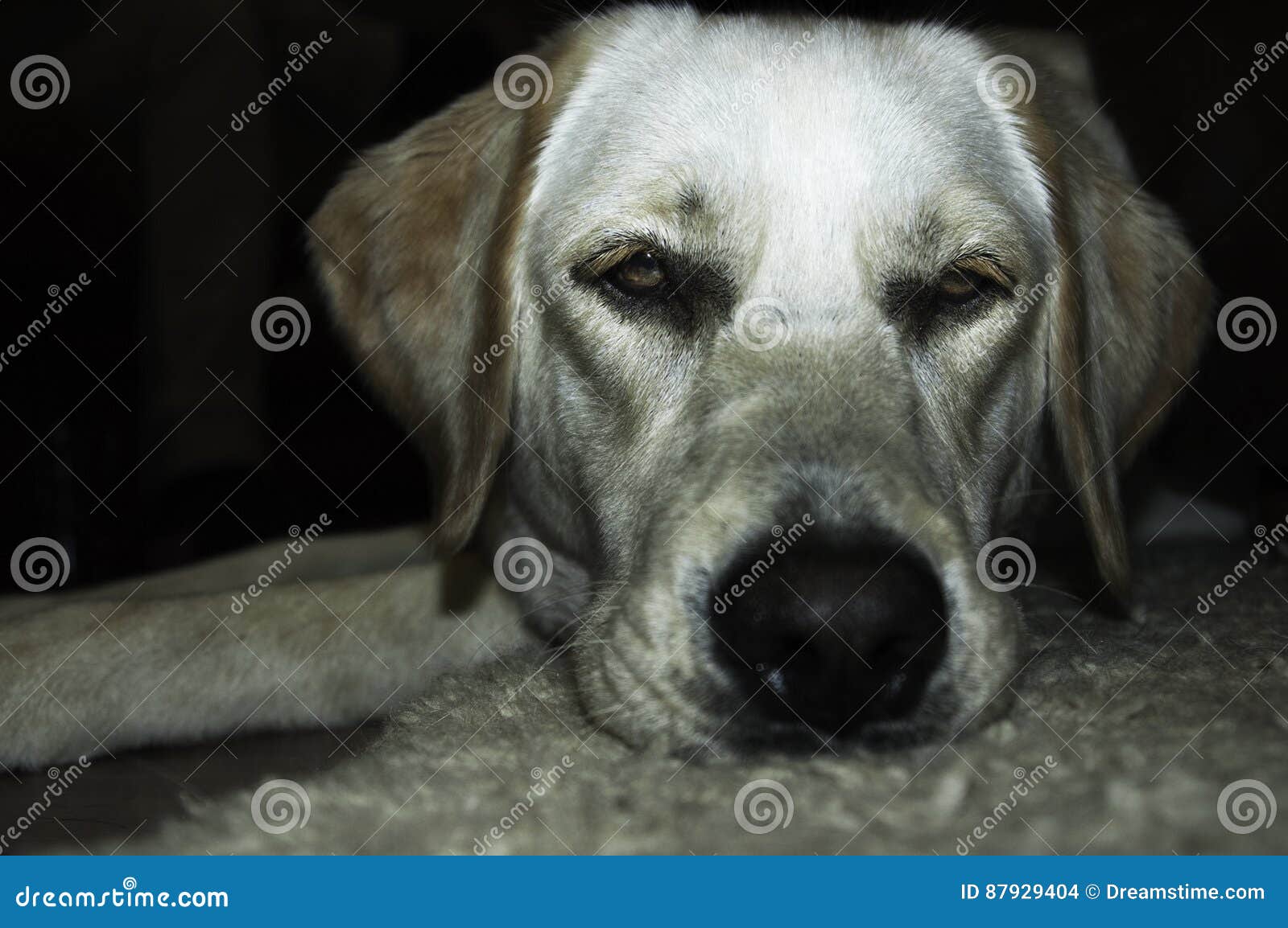 Labrador Retriever stock photo. Image of golden, labrador - 87929404