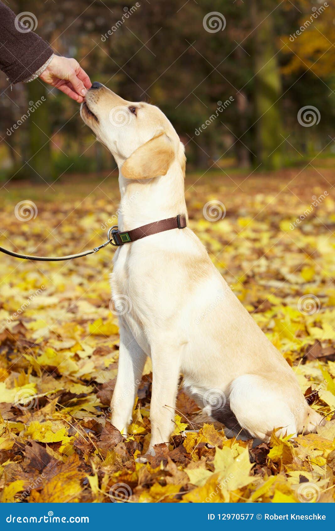 Labrador Retriever Being Fed Stock Image - Image of park, collar: 12970577