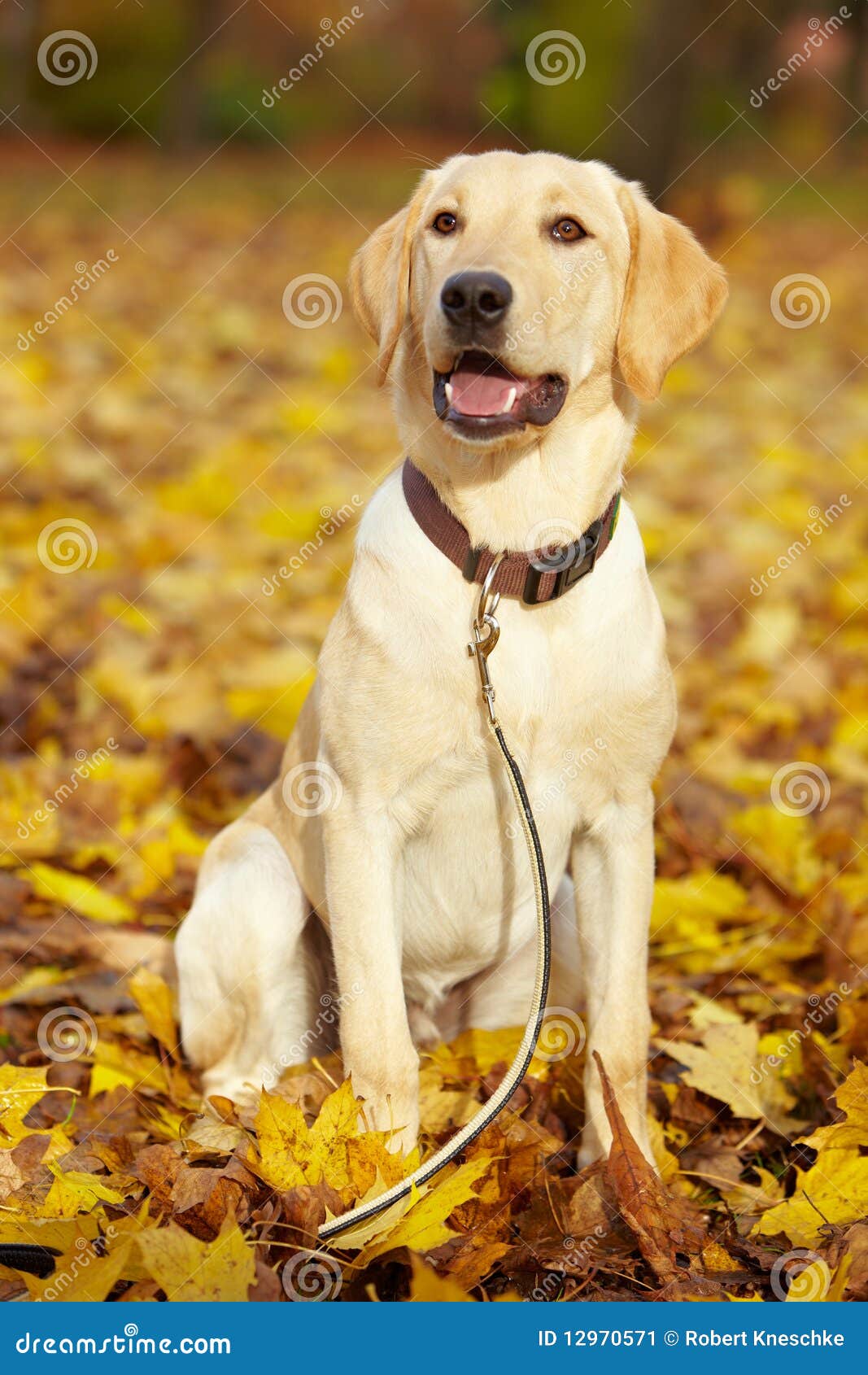 Labrador Retriever Being Walked Stock Image - Image of outside ...