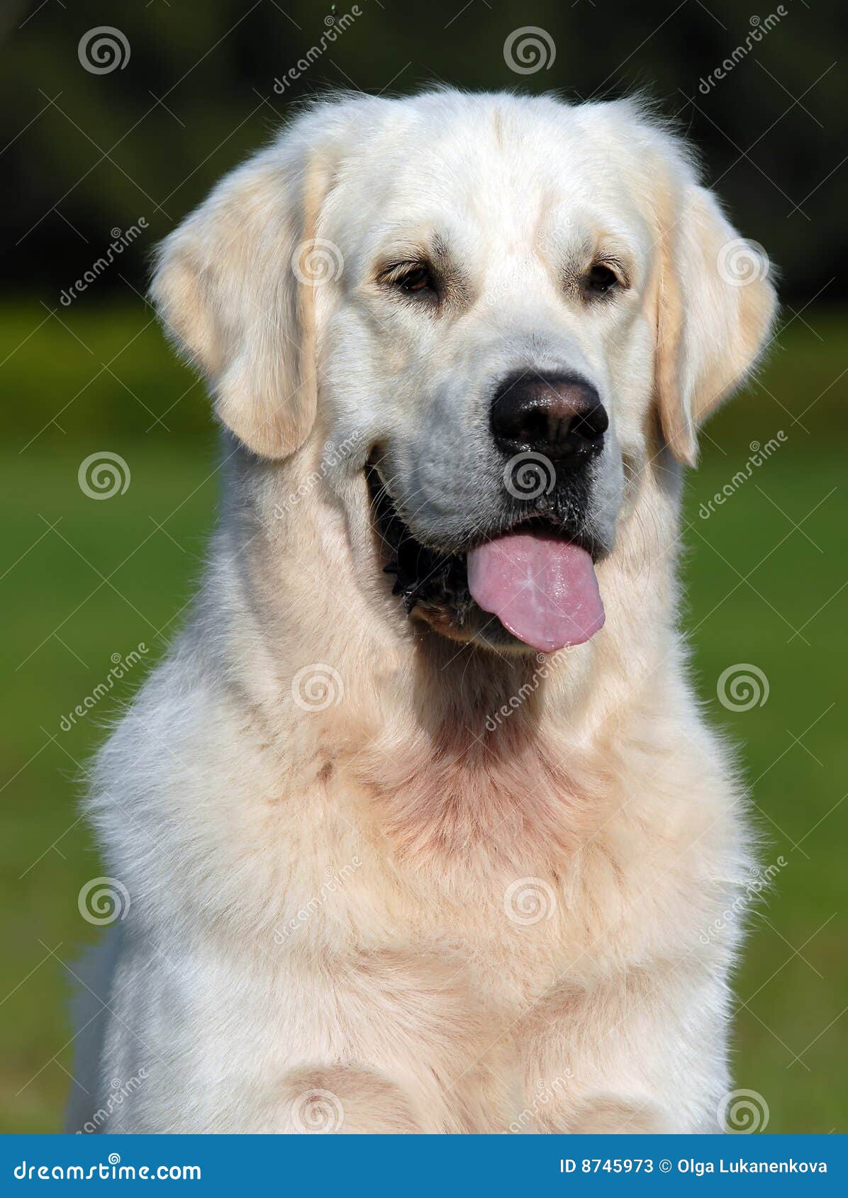 Labrador Retriever. Best of Breed Stock Image - Image of champion ...