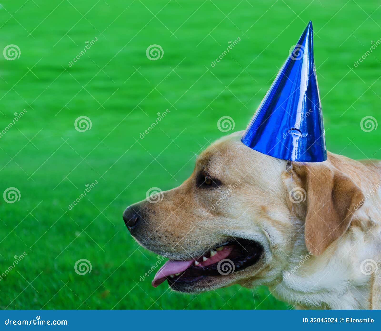 Labrador Retriever with Birthday Hat Stock Photo - Image of funny ...