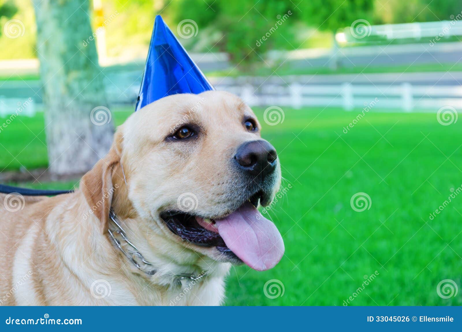 Labrador Retriever with Birthday Hat Stock Photo - Image of face ...
