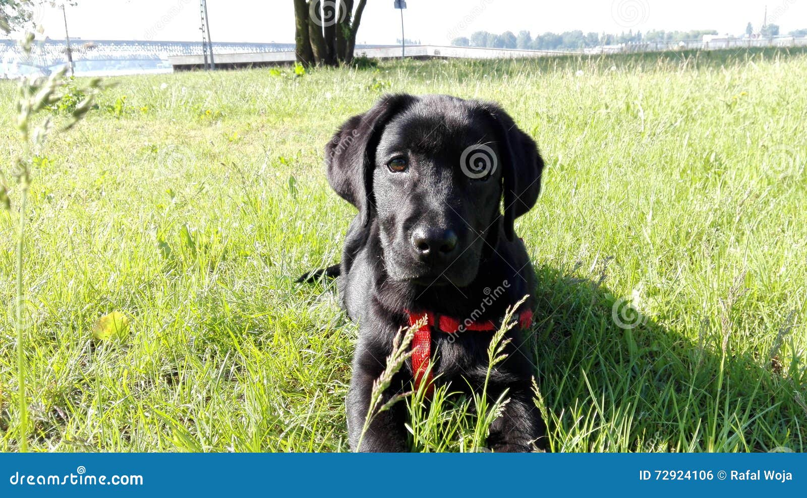 Labrador stock photo. Image of retriever, grass, snout - 72924106