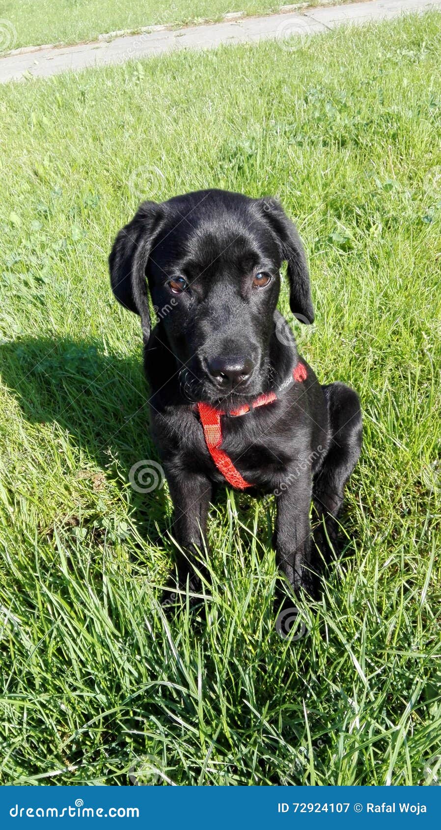 Labrador stock image. Image of borador, green, black - 72924107