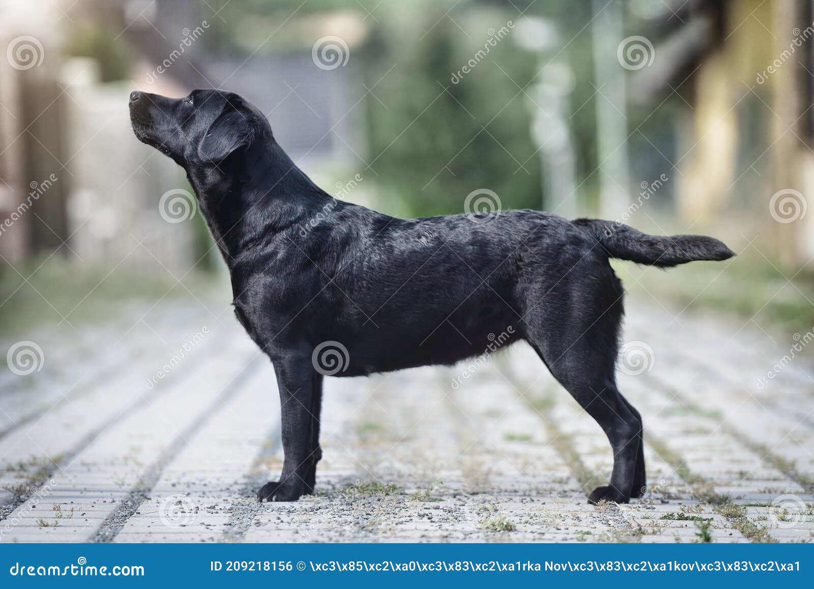 Labrador retriever stock photo. Image of hound, puppy - 209218156